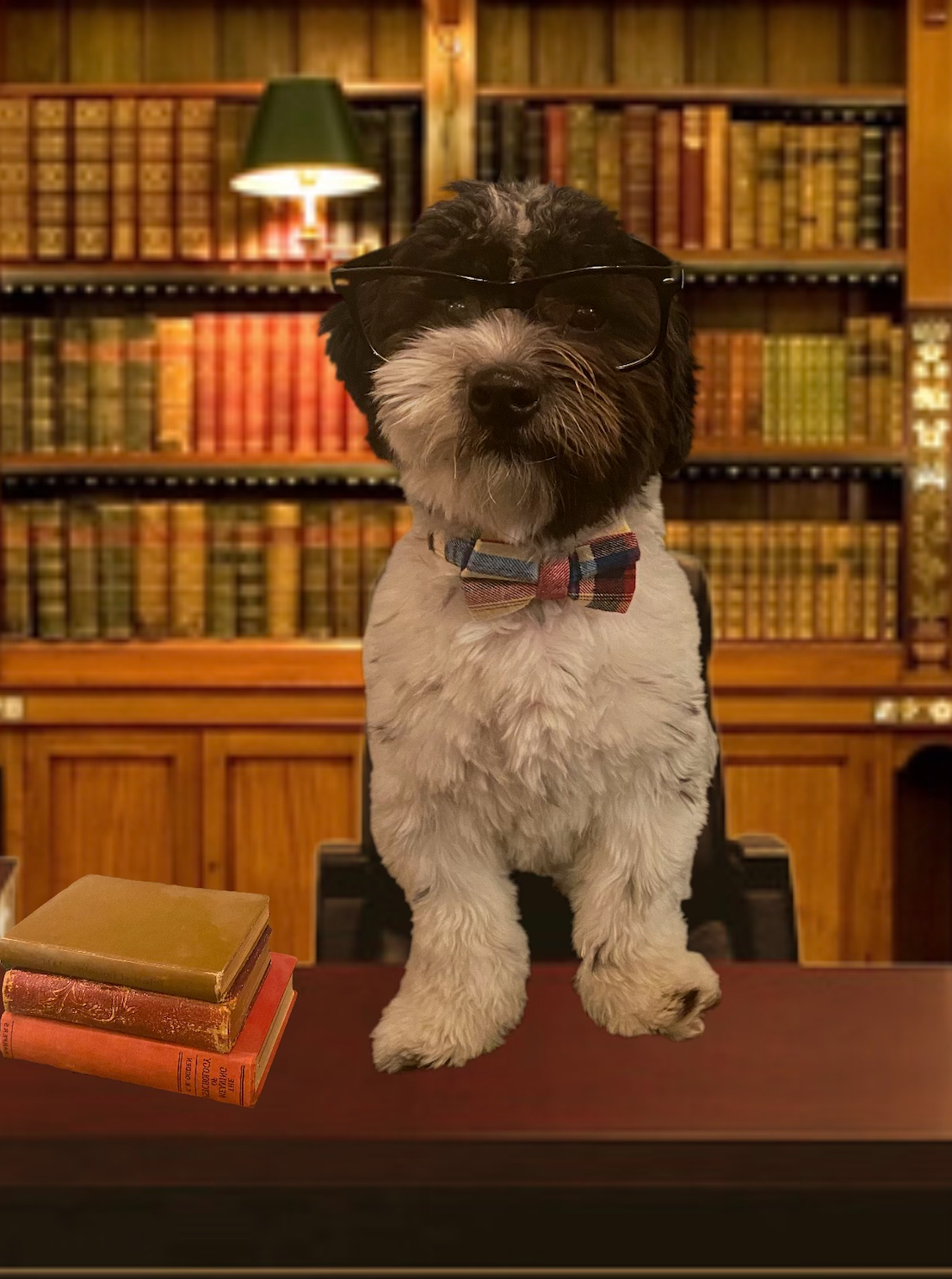 VITAE | Maureen (Mo) Flynn, Ph.D.